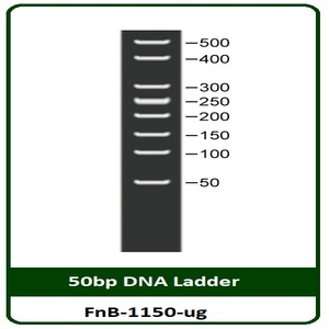 50bp DNA Ladder – FINE BIO TECH